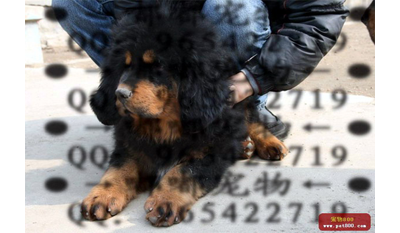 "An Owner and His Pet – Tibetan/Han Relations" by Woeser